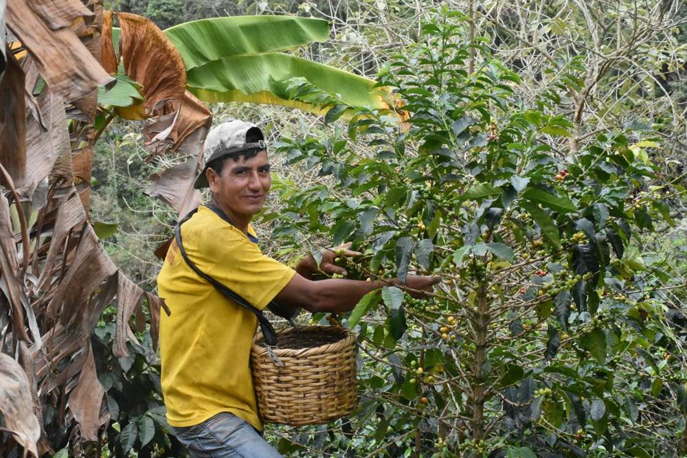 Behind the Beans: El Horcon Alto – La Coipa from Peru – MRCoffeeUK